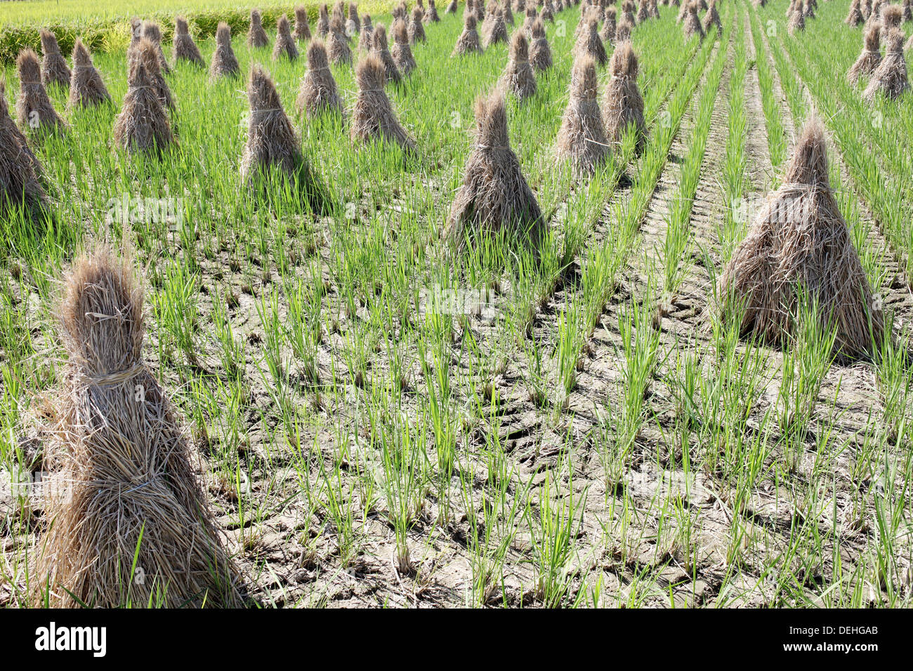 paddy straw on farmland, rice field after harvest Stock Photo - Alamy
