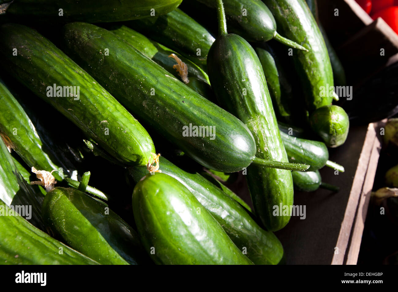 Close up cucumber Stock Photo - Alamy