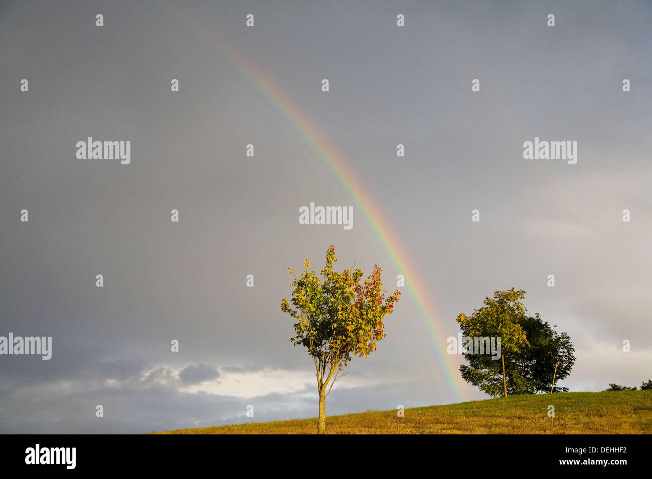 Rainbow over trees at sunset. Oregon, USA Stock Photo - Alamy