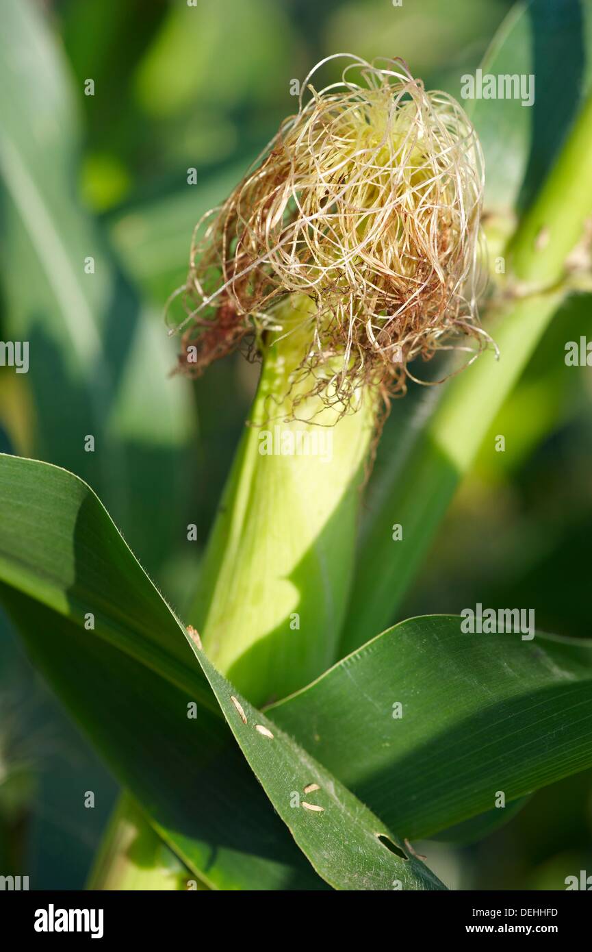 Corn female inflorescence Stock Photo - Alamy