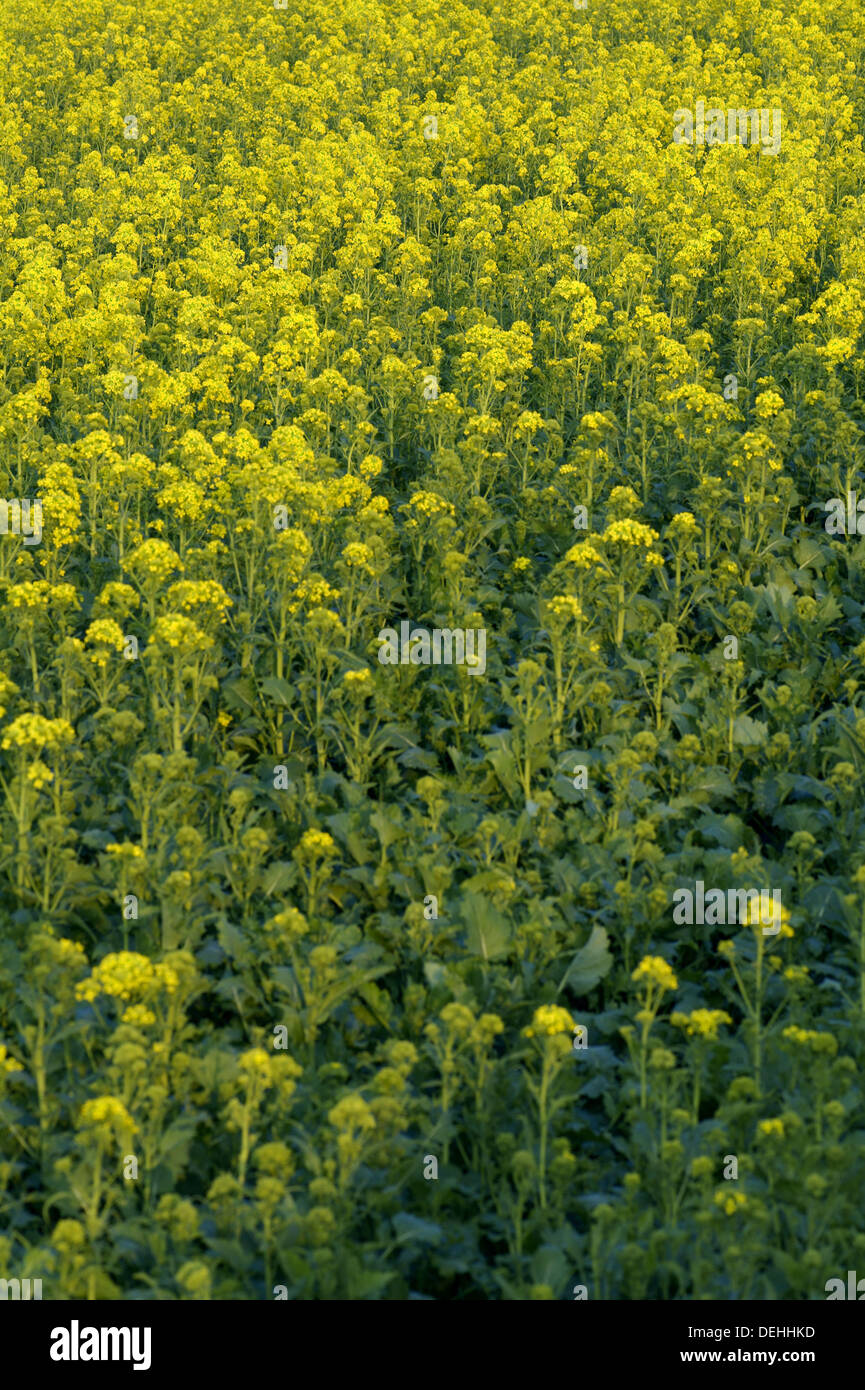 Brassica field hi-res stock photography and images - Alamy