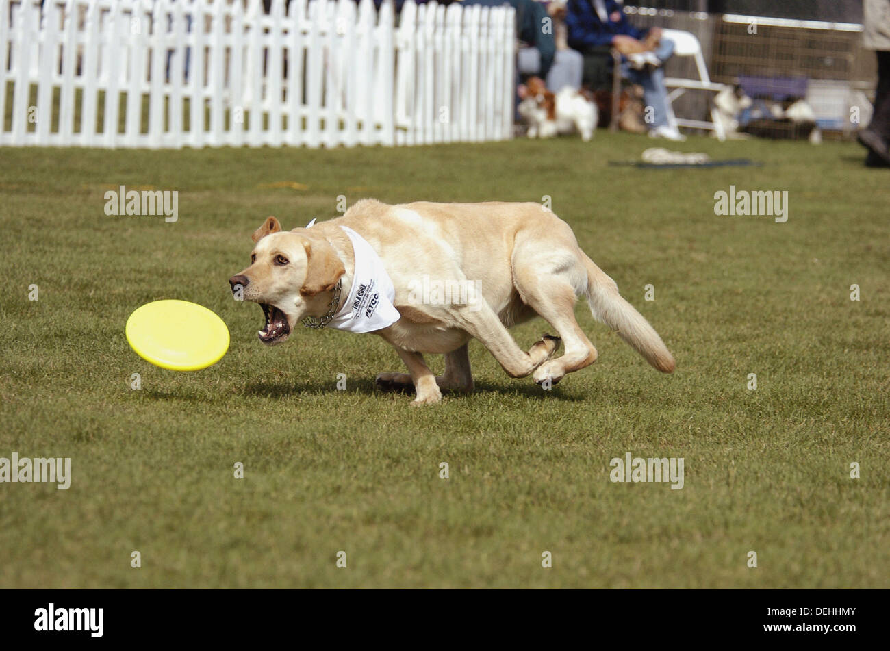 Labrador retriever with frisbee hi-res stock photography and images - Alamy