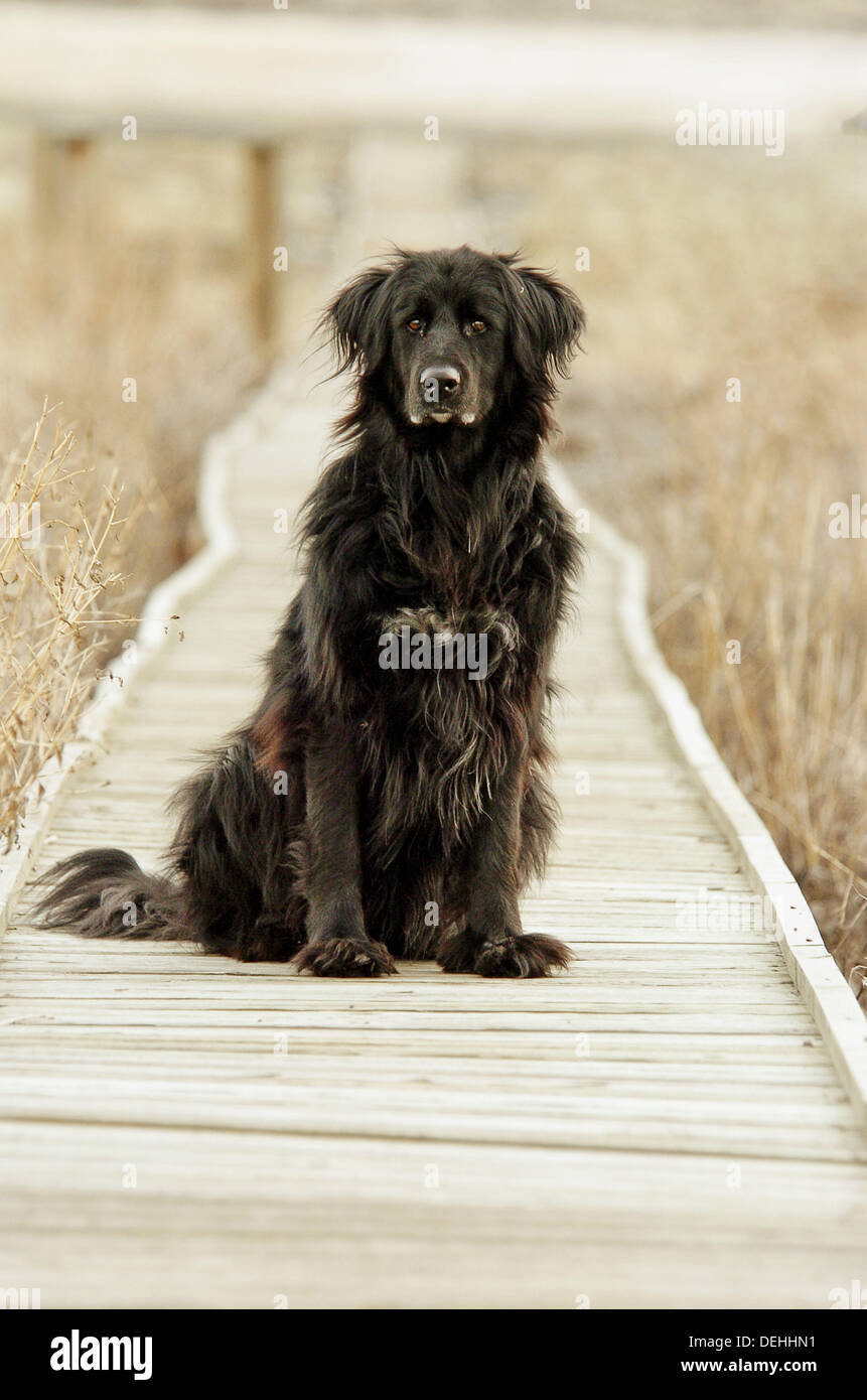 Australian sheperd dog portrait hi-res stock photography and images - Alamy