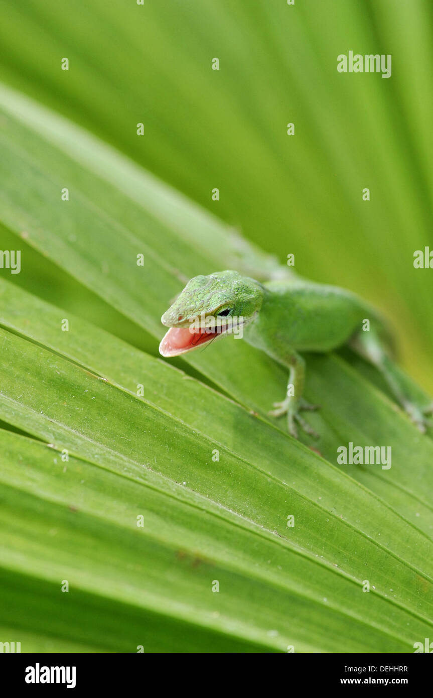 Eating anole hi-res stock photography and images - Alamy