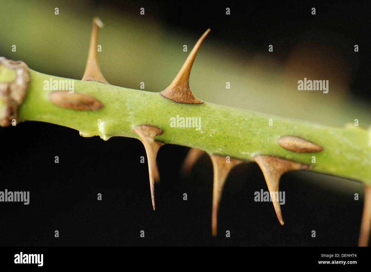 Rose thorns hi-res stock photography and images - Alamy