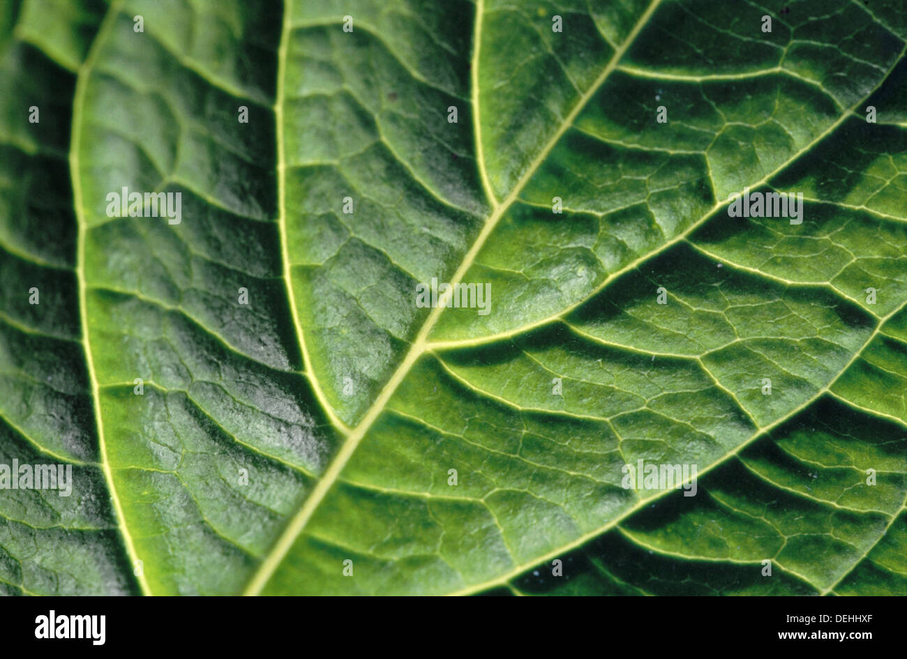 Green leaf veins close up Stock Photo - Alamy