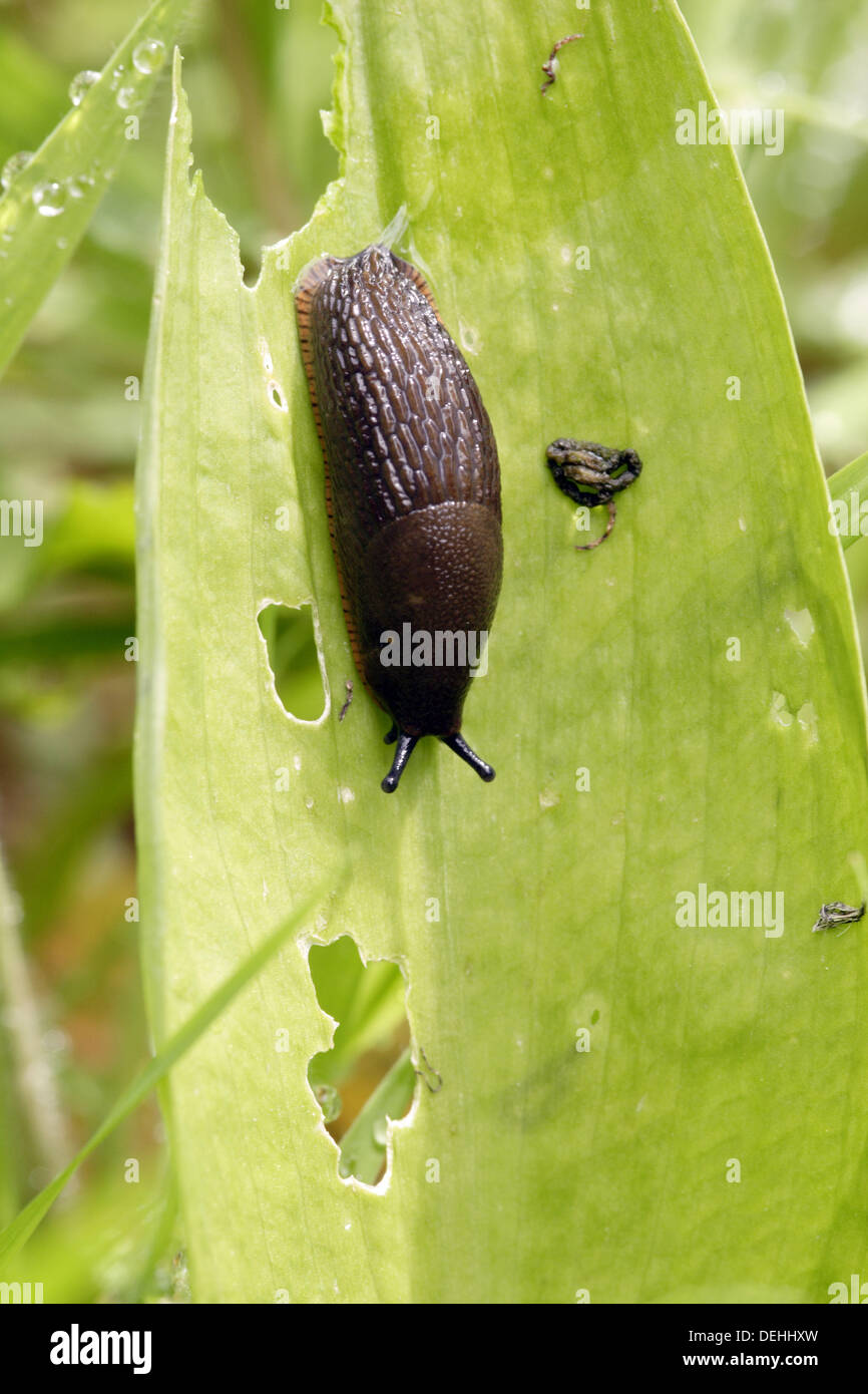Slug species hi-res stock photography and images - Alamy