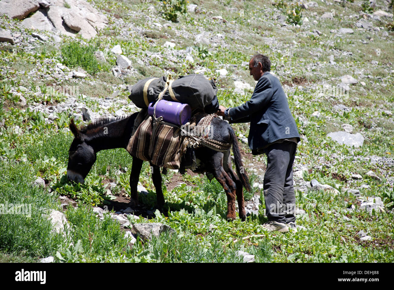 A man adjusts the load on his donkey in the fann mountains of ...