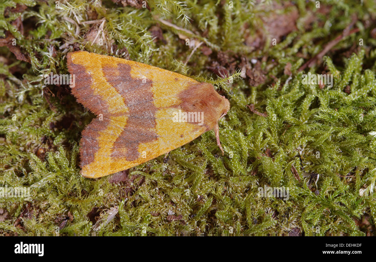 Centre barred sallow moth hi-res stock photography and images - Alamy