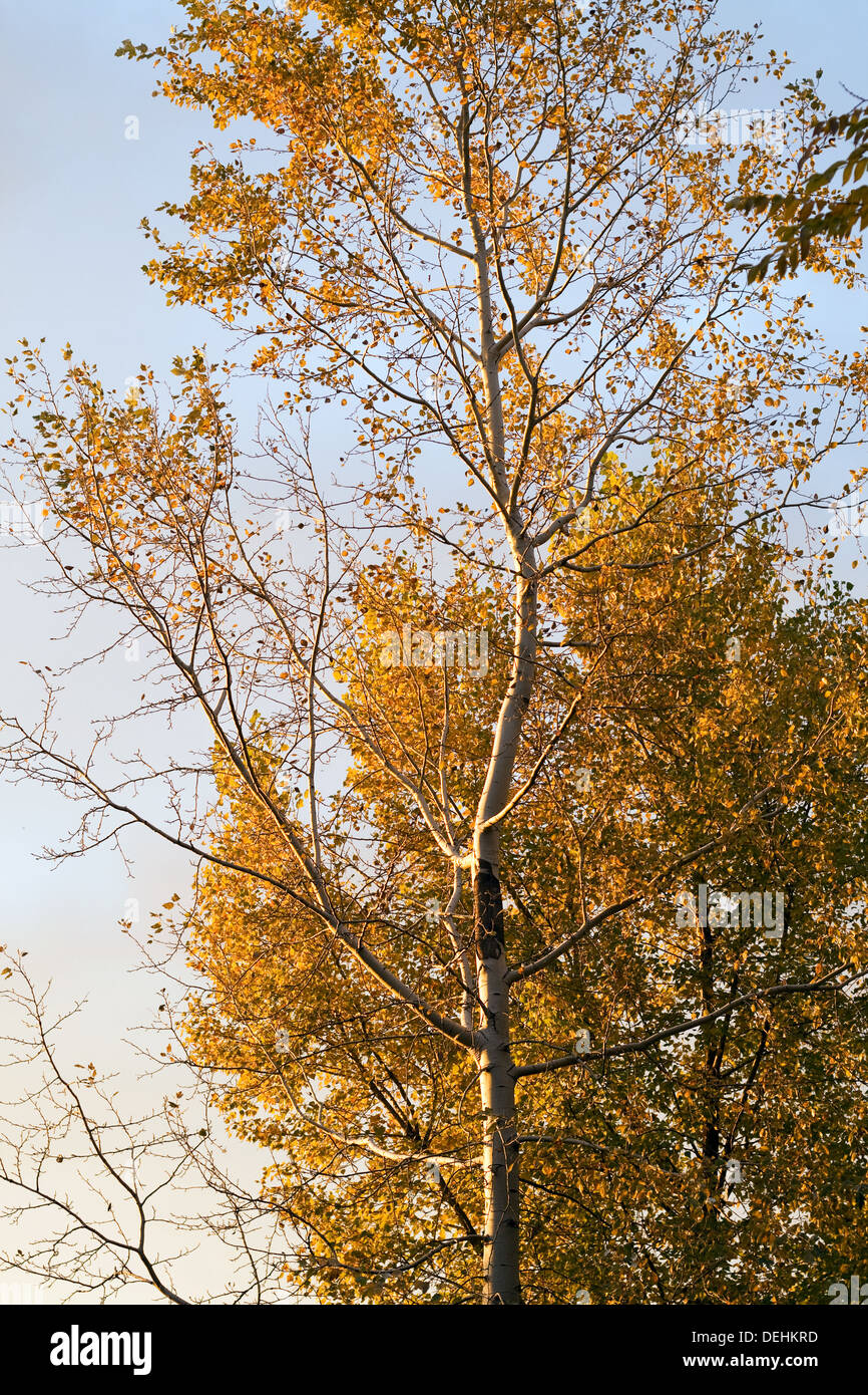 Autumn tree with the turned yellow leaves Stock Photo - Alamy