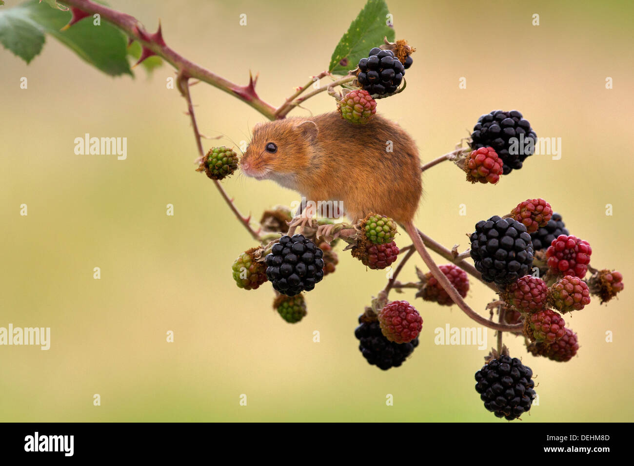 Sitting on mouse hi-res stock photography and images - Alamy