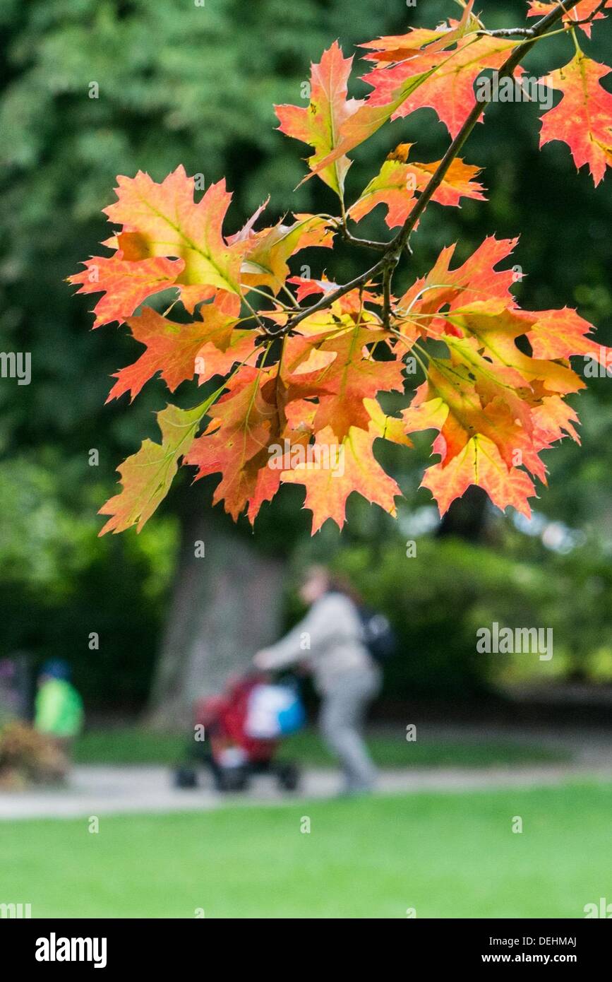 Autumn leaves hang from a tree in Weiden in der Oberpfalz, Germany, 19 ...