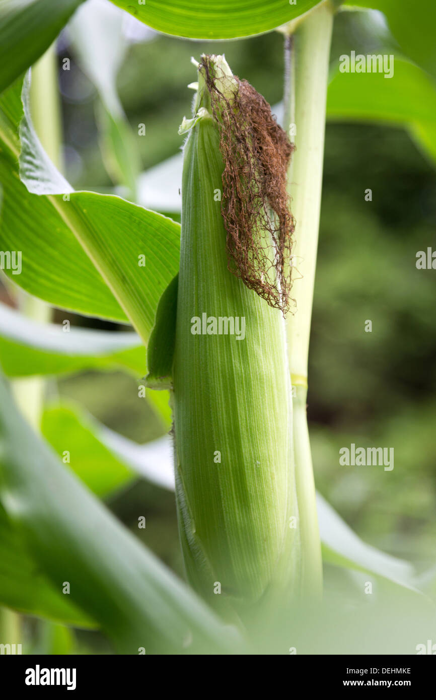 Cob image hi-res stock photography and images - Alamy