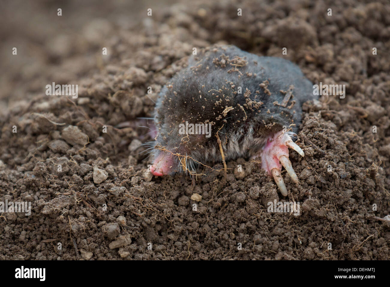 Soil mole hi-res stock photography and images - Alamy