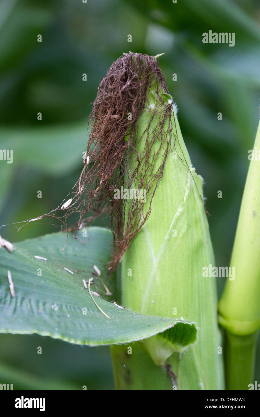 Maize cob hi-res stock photography and images - Alamy