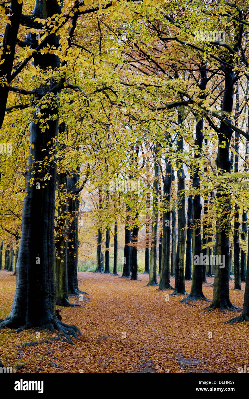 Wood in brussels hi-res stock photography and images - Alamy