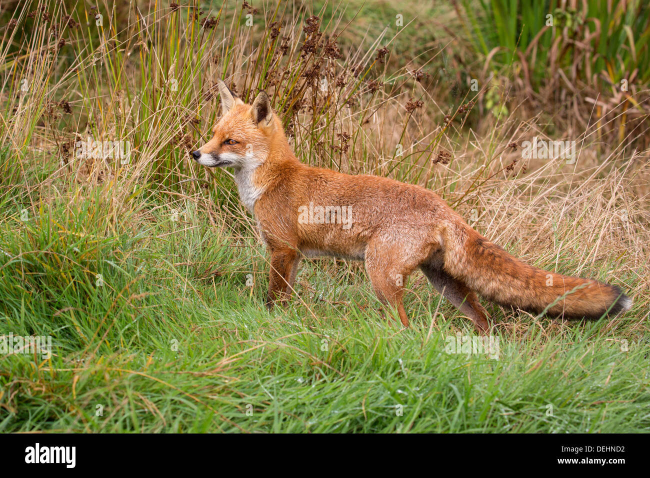 Mammal fox red hi-res stock photography and images - Alamy