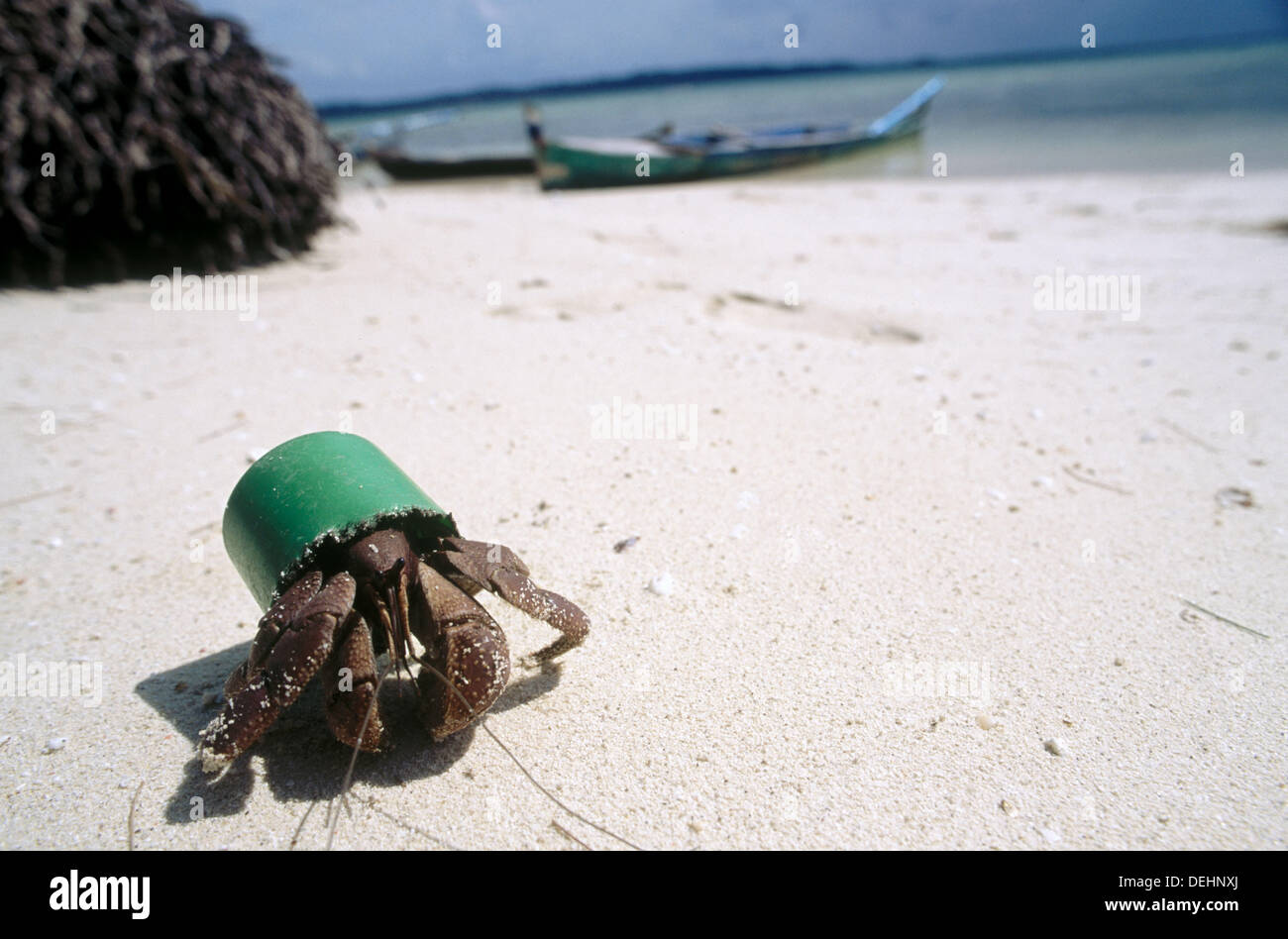 Crustacean waste hi-res stock photography and images - Alamy