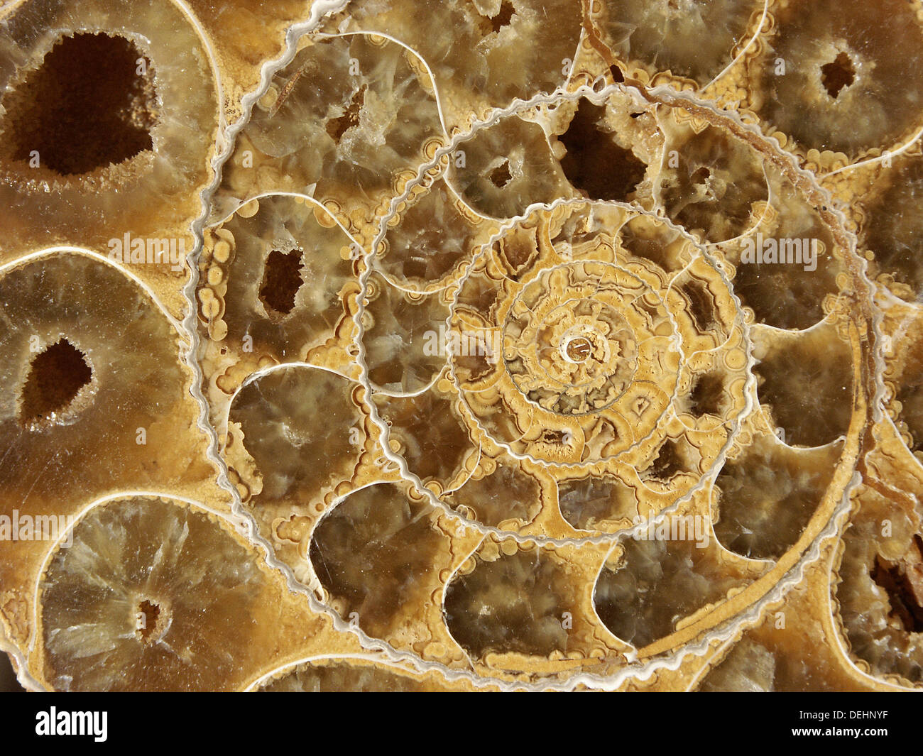 Ammonite cross section hi-res stock photography and images - Alamy