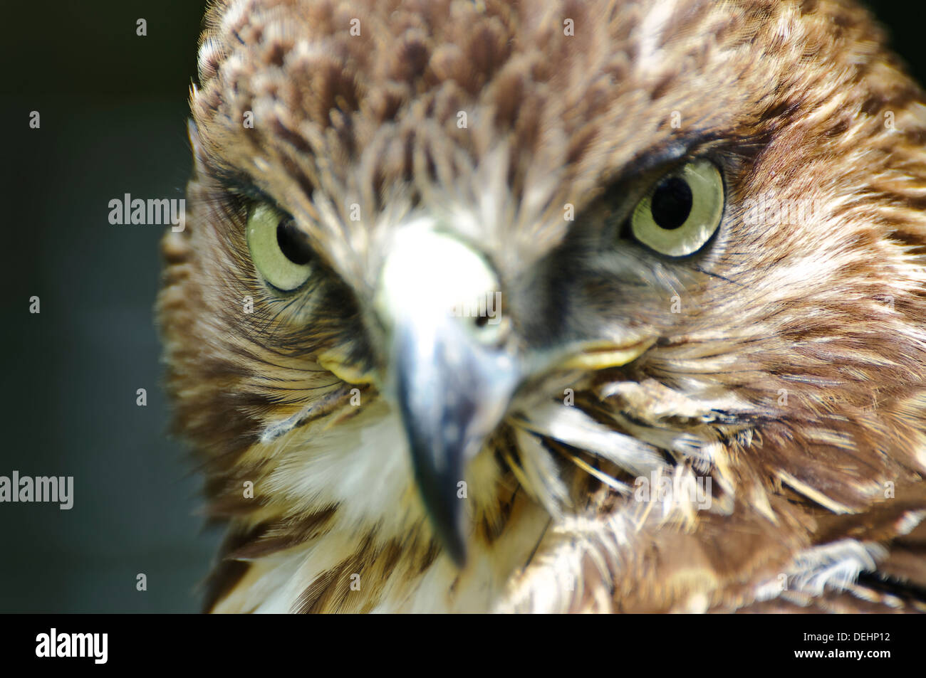 A close up frontal head view of a Red Tailed Hawk. (Sometimes referred ...
