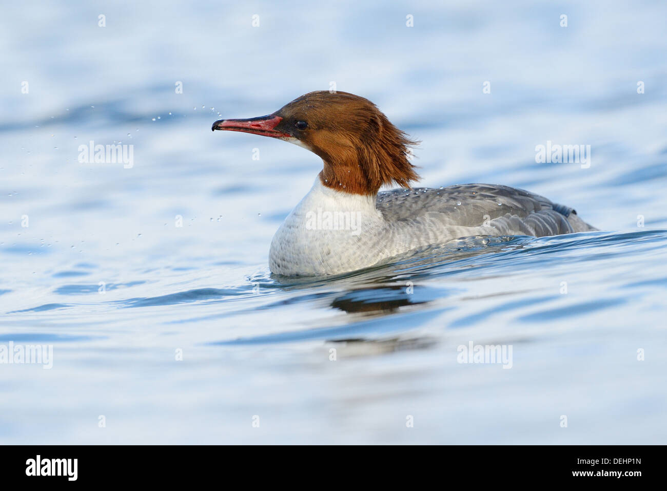 Female common merganser hi-res stock photography and images - Alamy