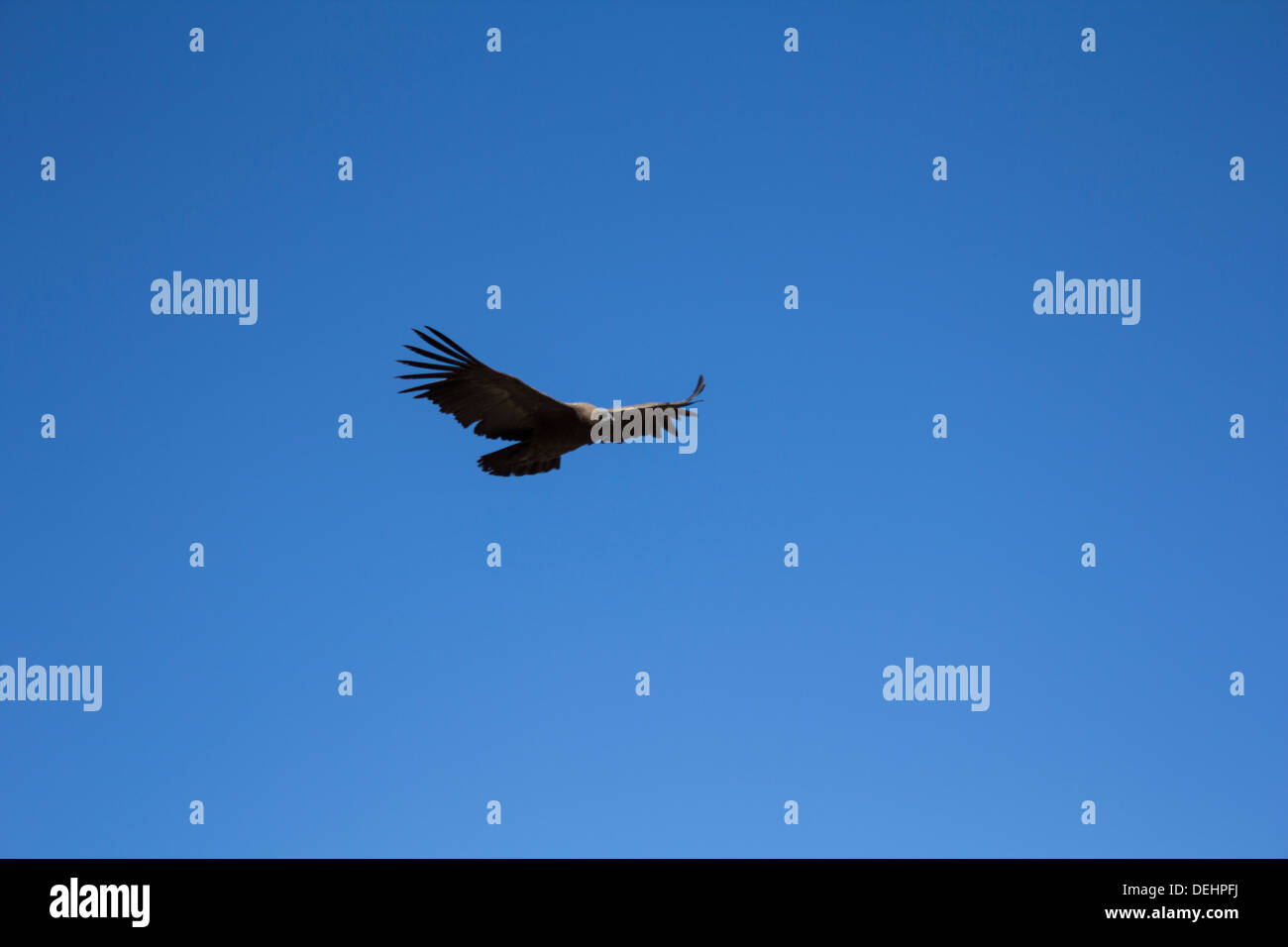 Condor Flying High Resolution Stock Photography and Images - Alamy