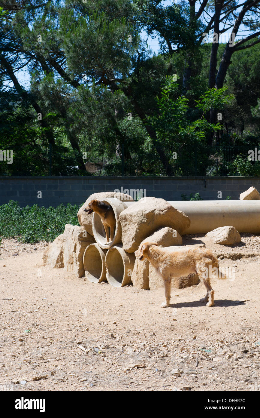 Spanish dogs at the street in spain Stock Photo - Alamy