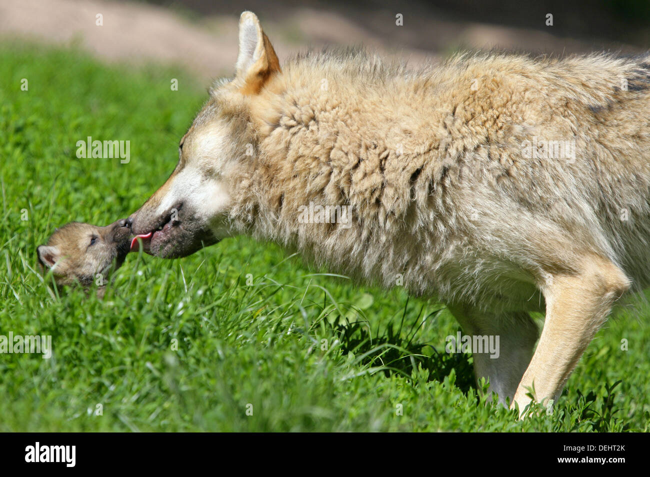 Wolf cub licking hi-res stock photography and images - Alamy