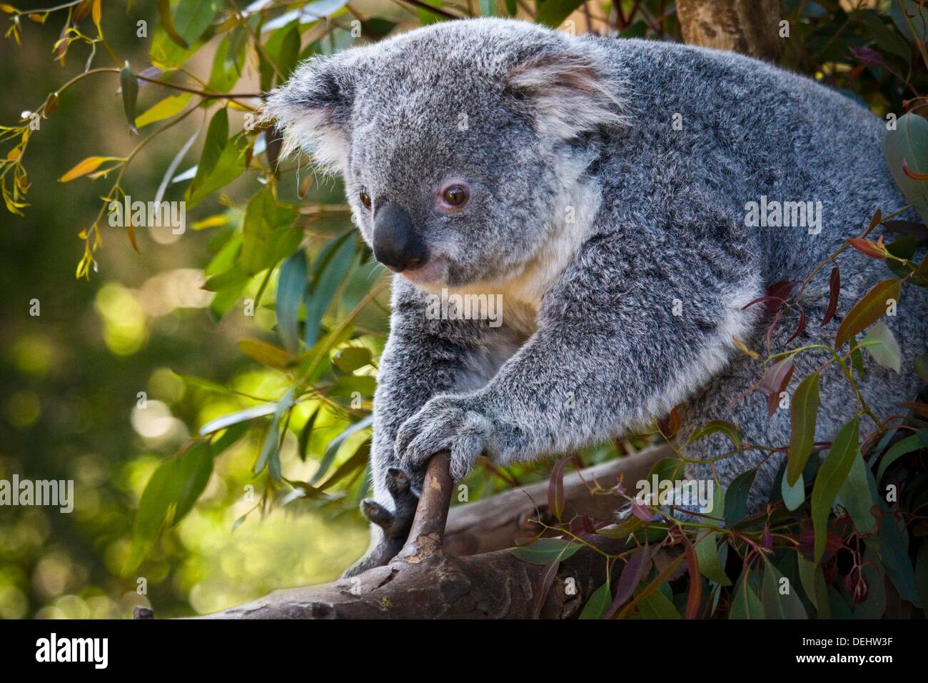 Koala walking hi-res stock photography and images - Alamy