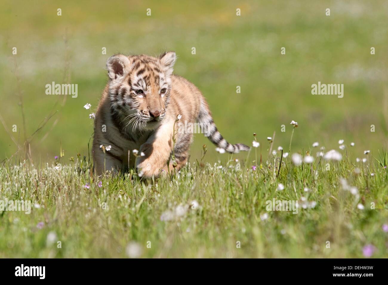 Young tiger cub walk hi-res stock photography and images - Alamy