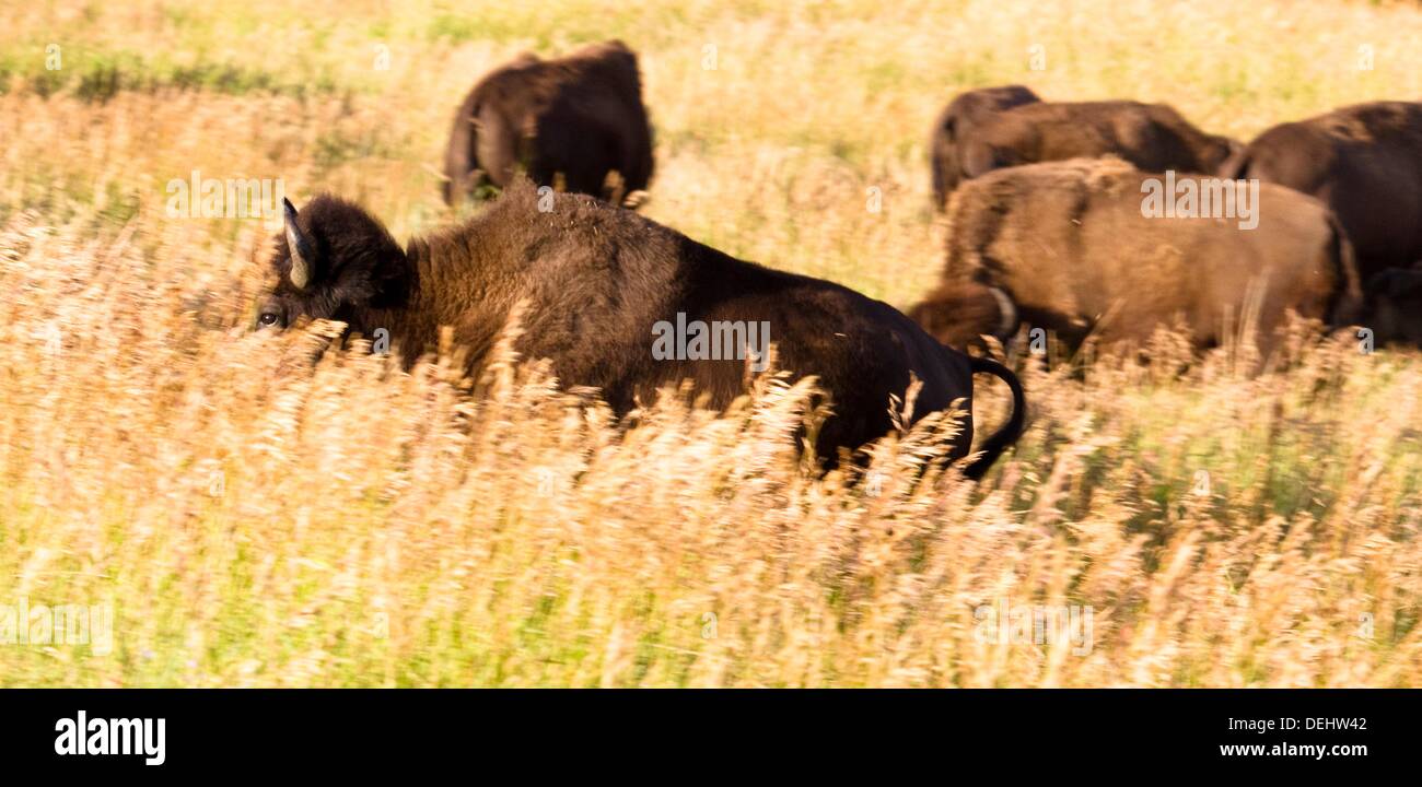 The eye of the Buffalo Stock Photo - Alamy