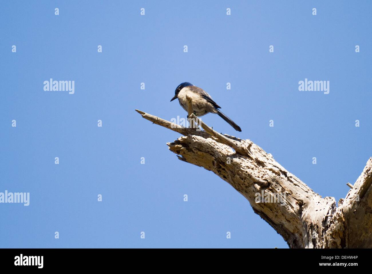 Scrub jay trail hi-res stock photography and images - Alamy
