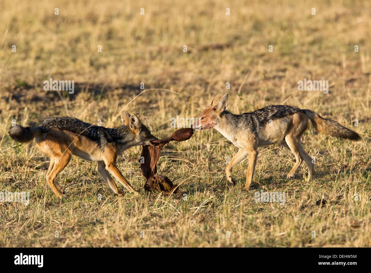 Jackal With Lion Kill High Resolution Stock Photography and Images - Alamy