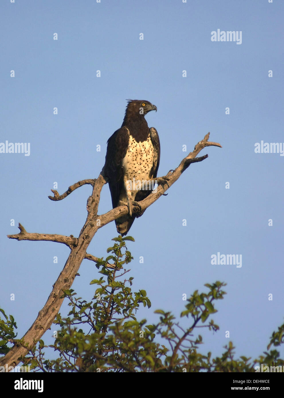 Eagle plain hi-res stock photography and images - Alamy