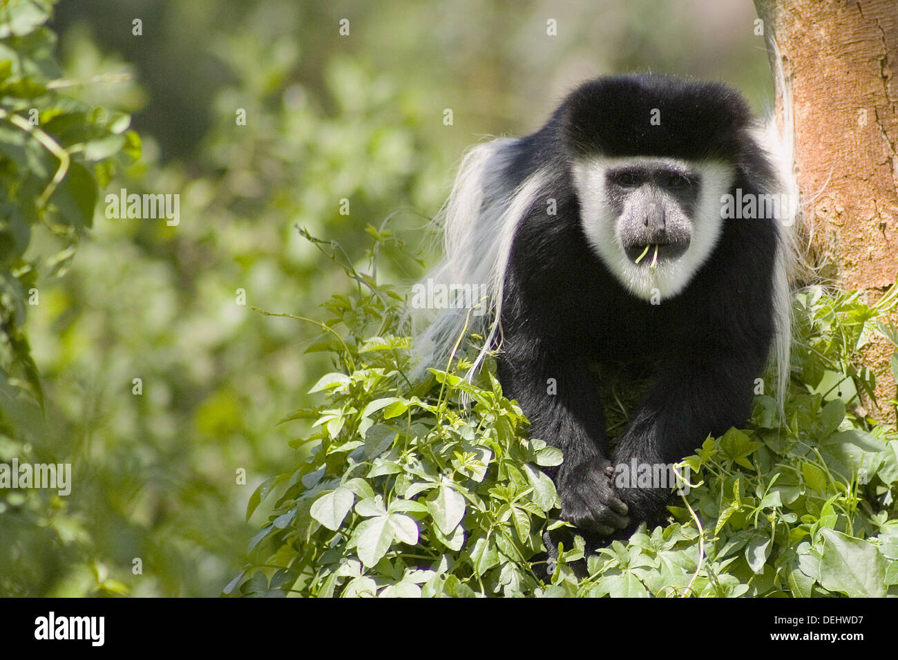 Black & White Colobus monkey feeding Stock Photo - Alamy Black & White Colobus monkey feeding Stock Photo - Alamy