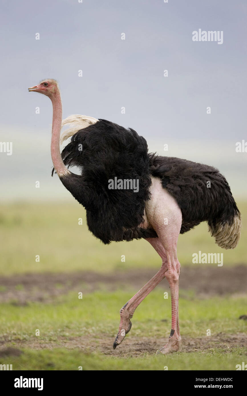 Ostrich Leg
