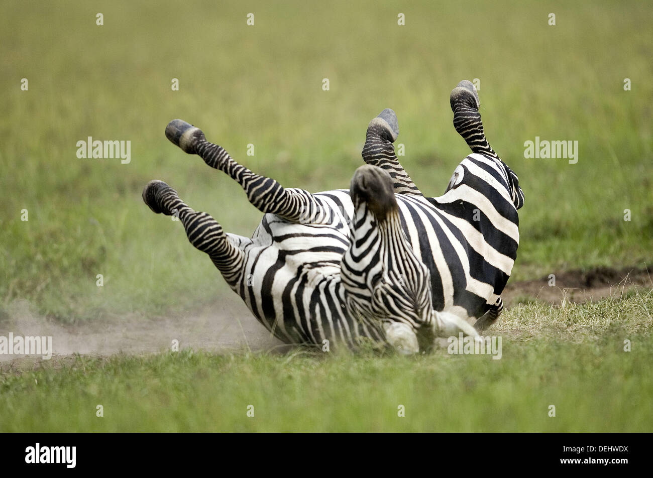 Zebra Dust Bathing High Resolution Stock Photography and Images - Alamy