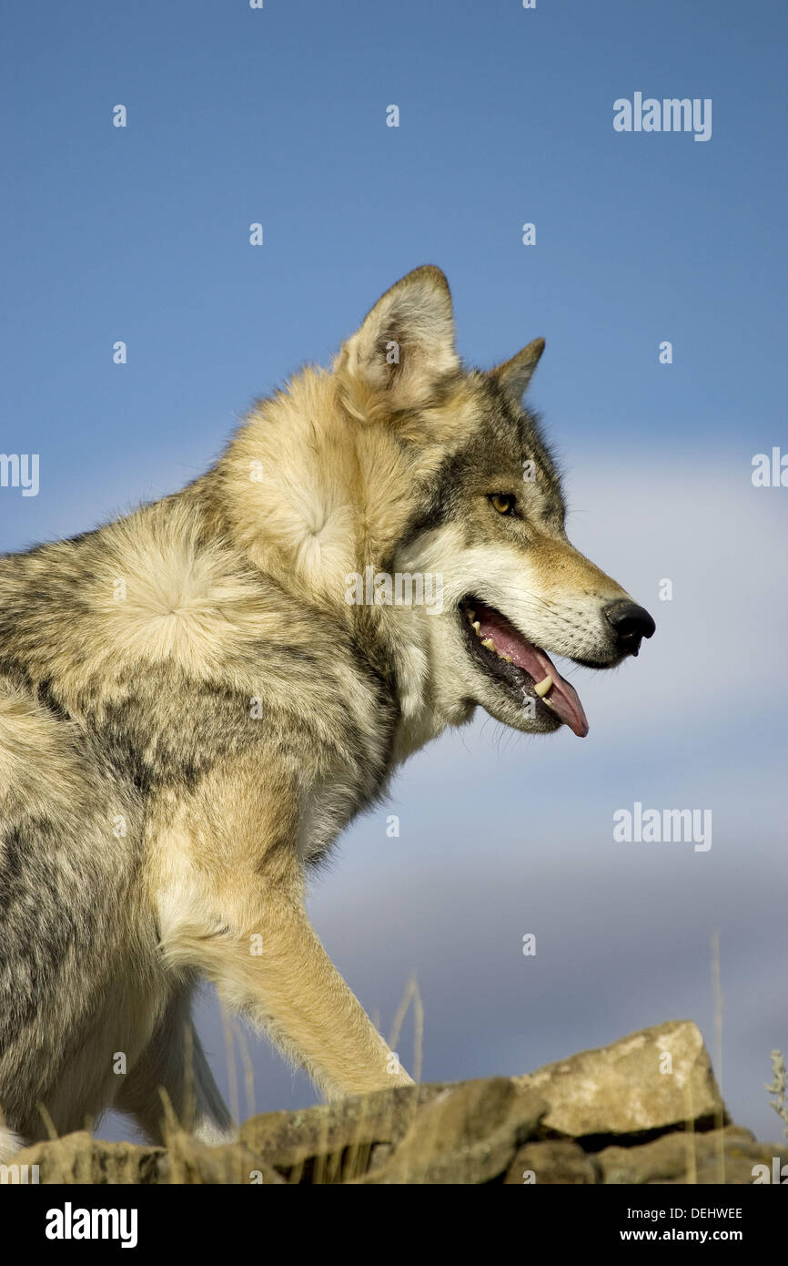 Wolf sits hi-res stock photography and images - Alamy