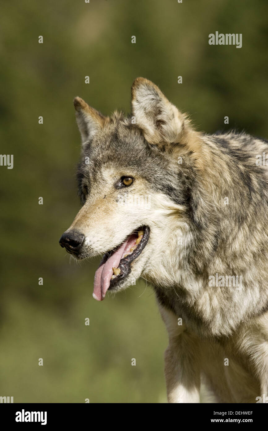 Wolf Side View Sitting