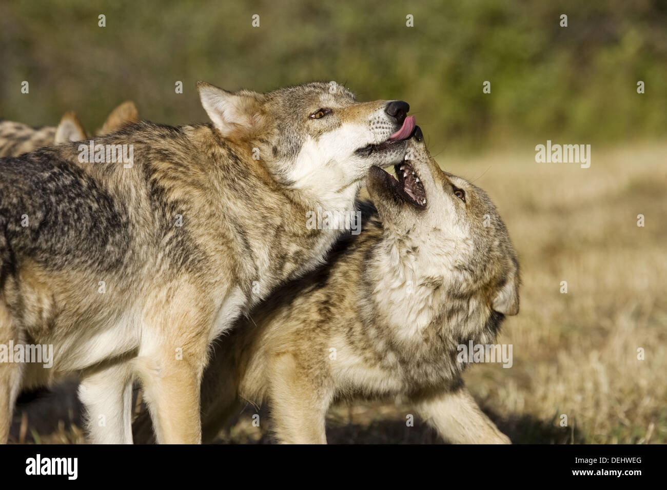 Timber wolf canis lupus pair running hi-res stock photography and ...