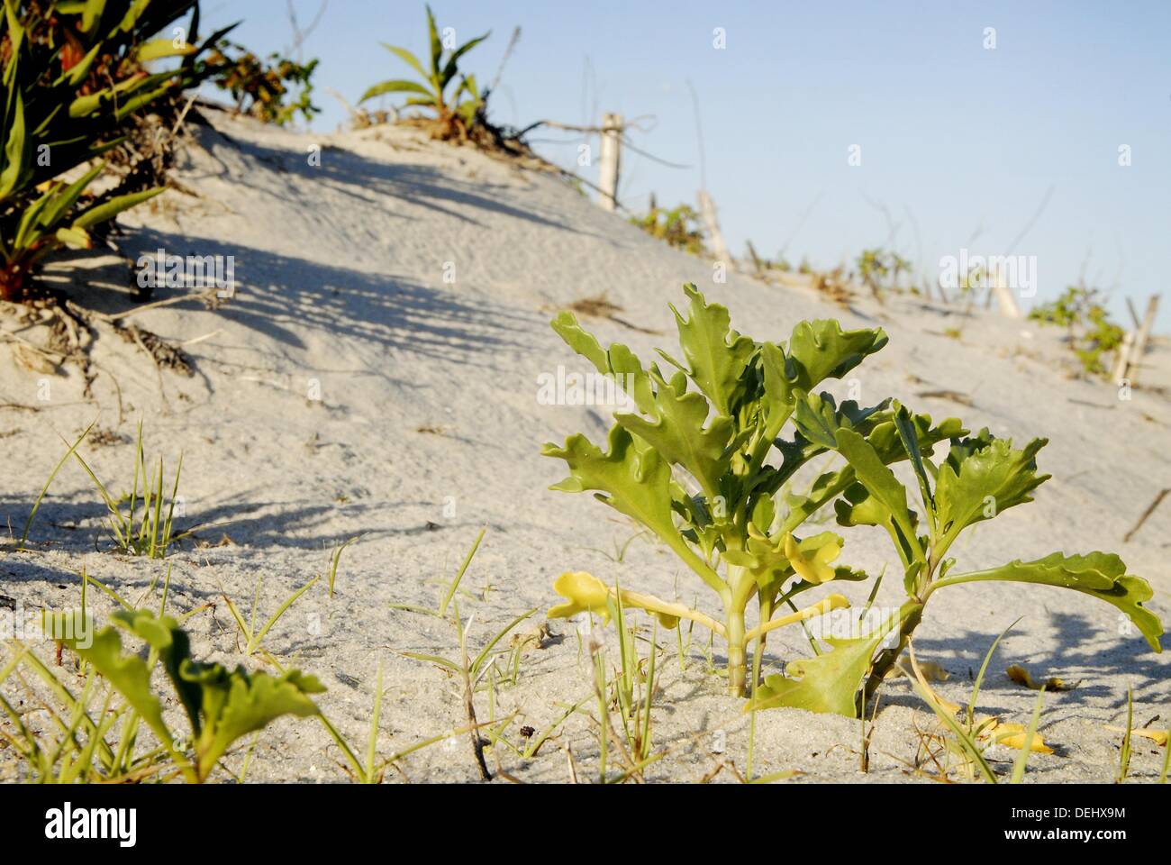 Stake out hi-res stock photography and images - Alamy