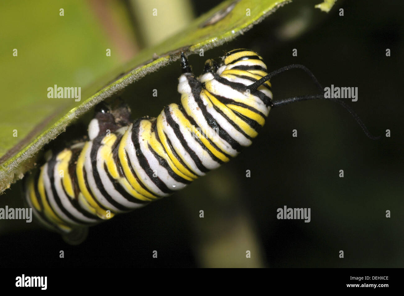 Monarch butterfly and caterpillar hi-res stock photography and images ...