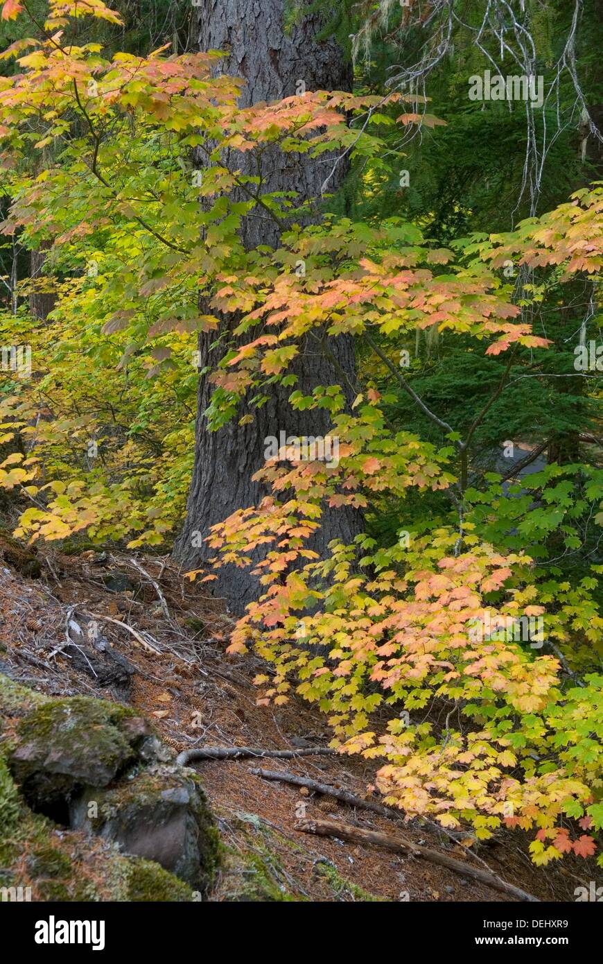 Old vine trunk hi-res stock photography and images - Alamy