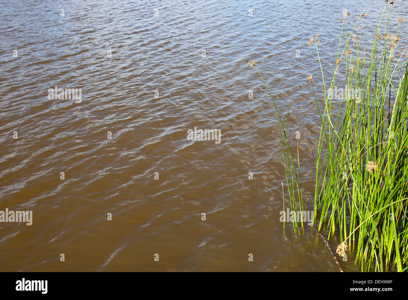 High growing plants hi-res stock photography and images - Alamy