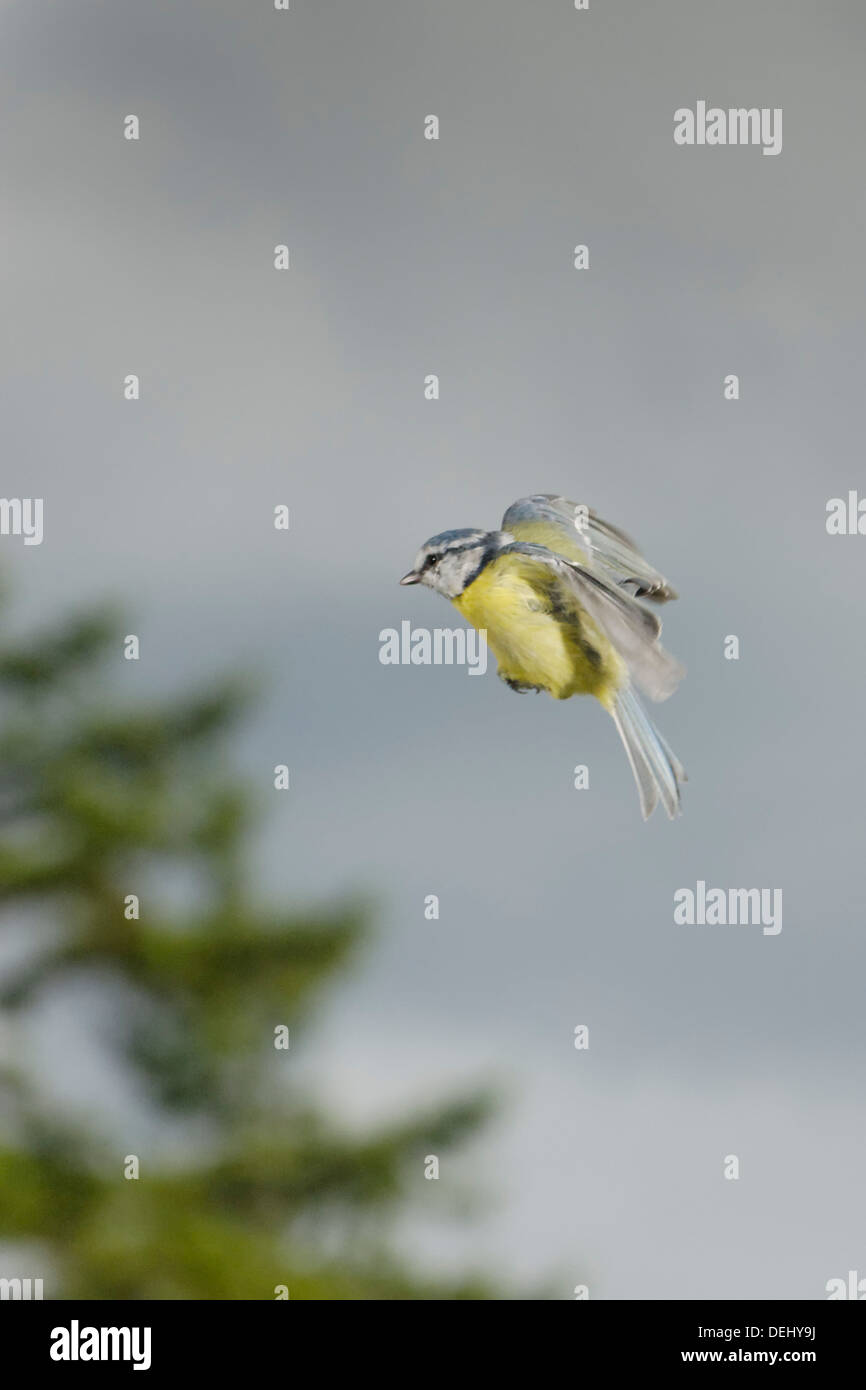 Garden birds in Wales Stock Photo - Alamy
