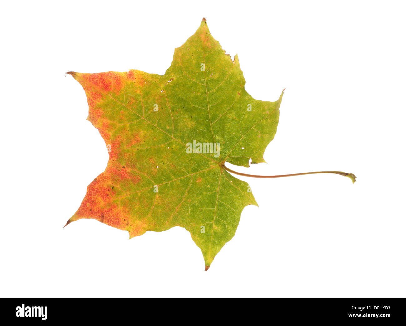 Autumn maple leaf Stock Photo - Alamy