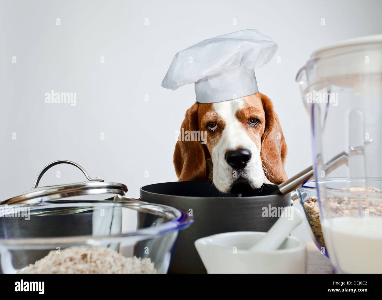 Dog In The Kitchen Cooking