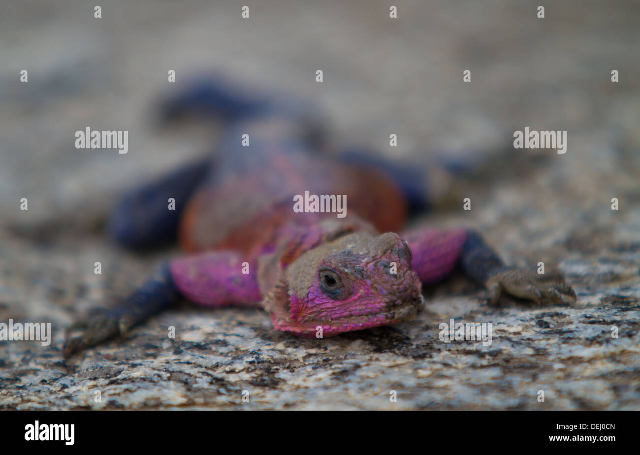 Red-headed rock agama Stock Photo - Alamy