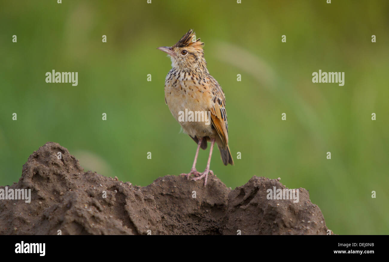 Lark hi-res stock photography and images - Alamy
