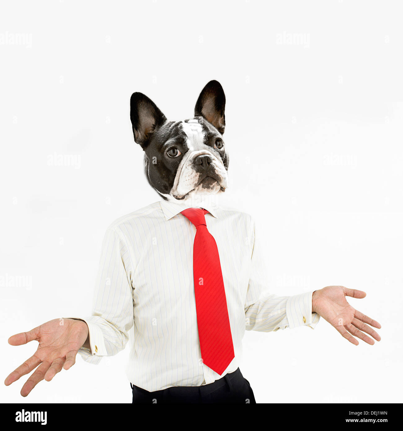 French Bulldog business man with hands extended Stock Photo - Alamy
